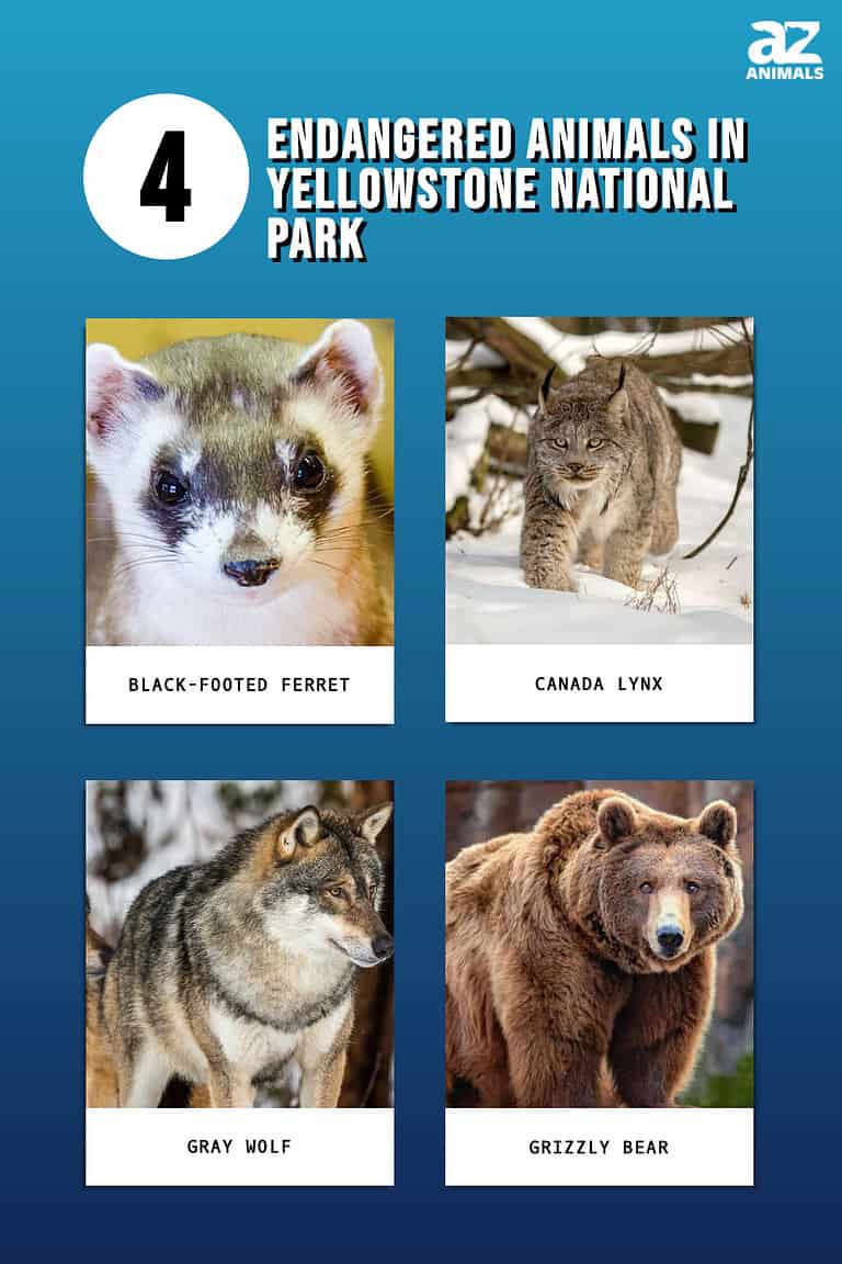 4 Amazing Animals That Are Endangered and Living in Yellowstone ...