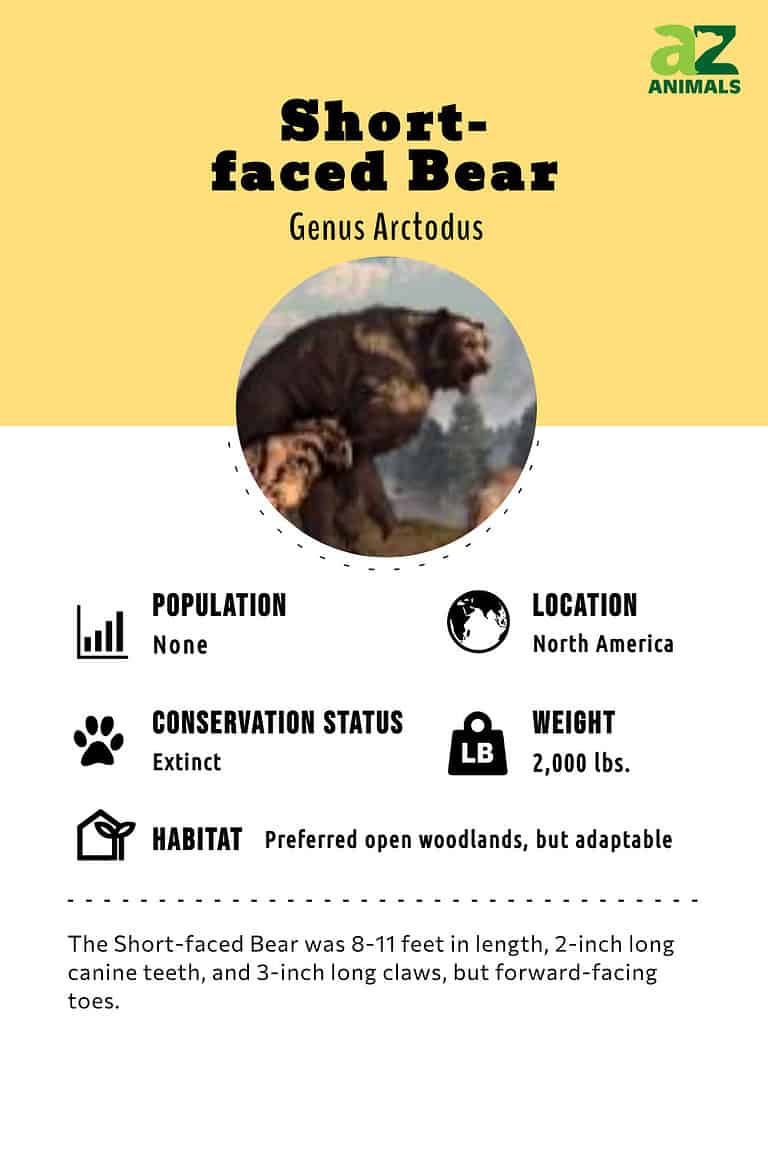 Short-Faced Bear Animal Facts - Arctodus simus - A-Z Animals