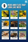 Discover 9 Bugs and Flies That Look Like Bees - A-Z Animals