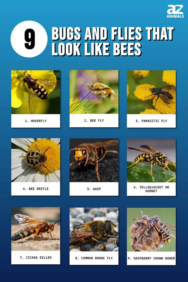 Discover 9 Bugs and Flies That Look Like Bees - A-Z Animals