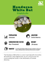 Honduran White Bat Animal Facts - Ectophylla alba - A-Z Animals