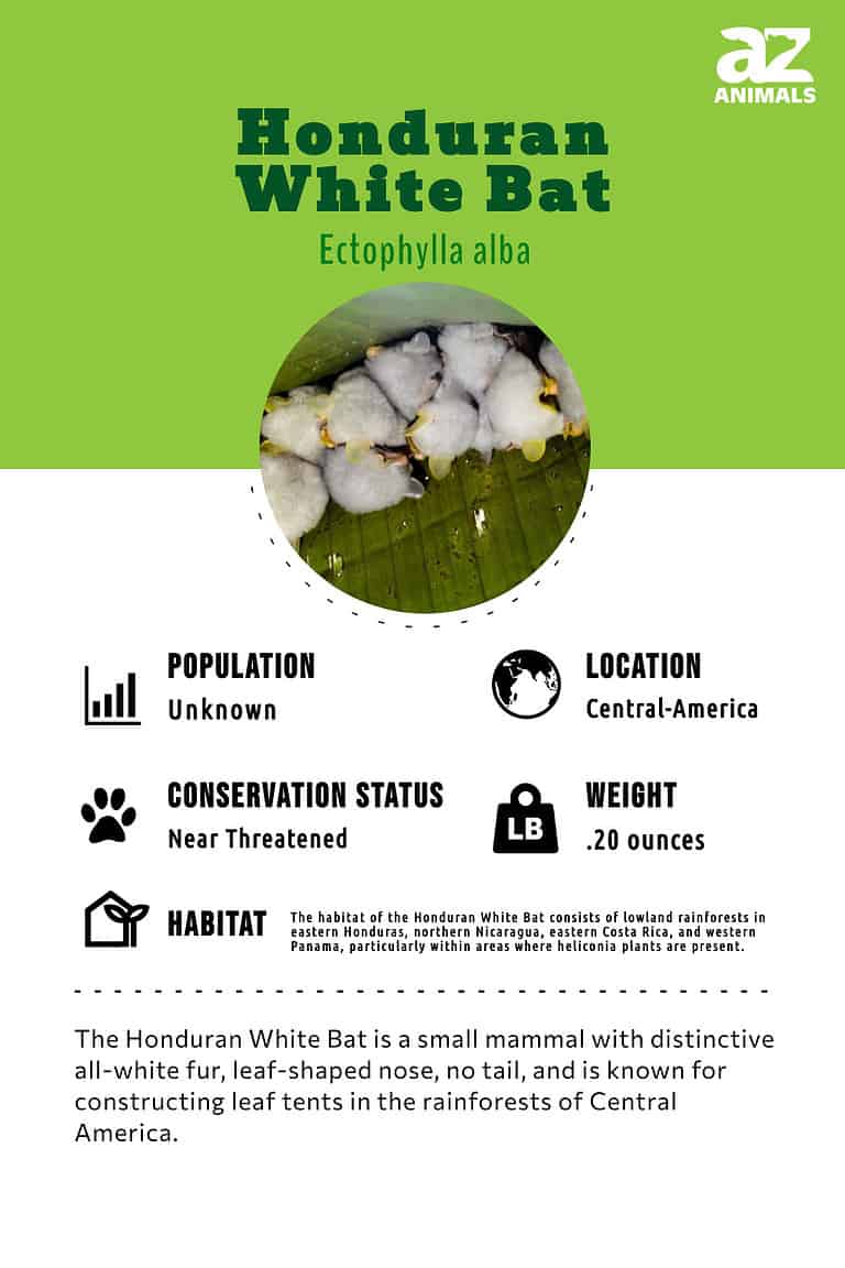 Honduran White Bat Animal Facts - Ectophylla alba - A-Z Animals