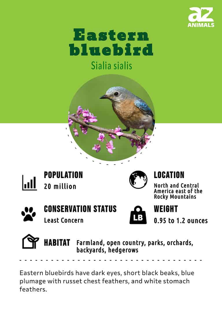 Eastern Bluebird Animal Facts - Sialia sialis - A-Z Animals