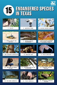 15 Endangered Species In Texas - A-Z Animals