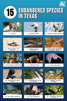 15 Endangered Species In Texas - A-Z Animals