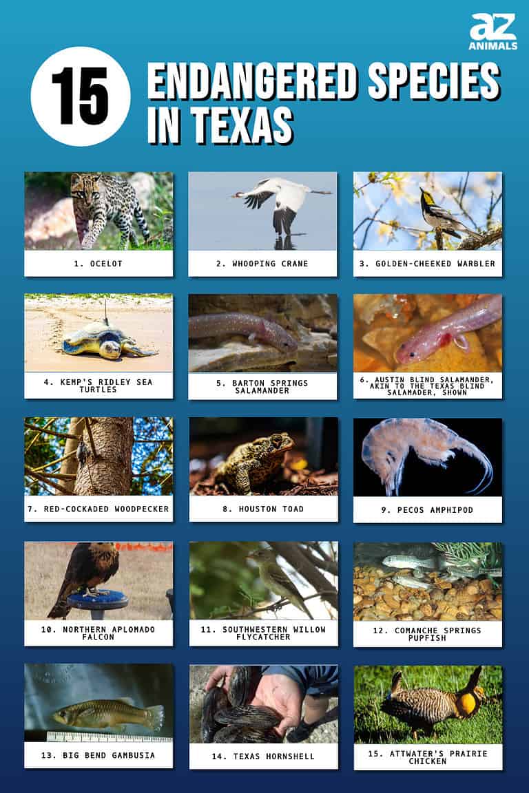 15 Endangered Species In Texas - A-Z Animals