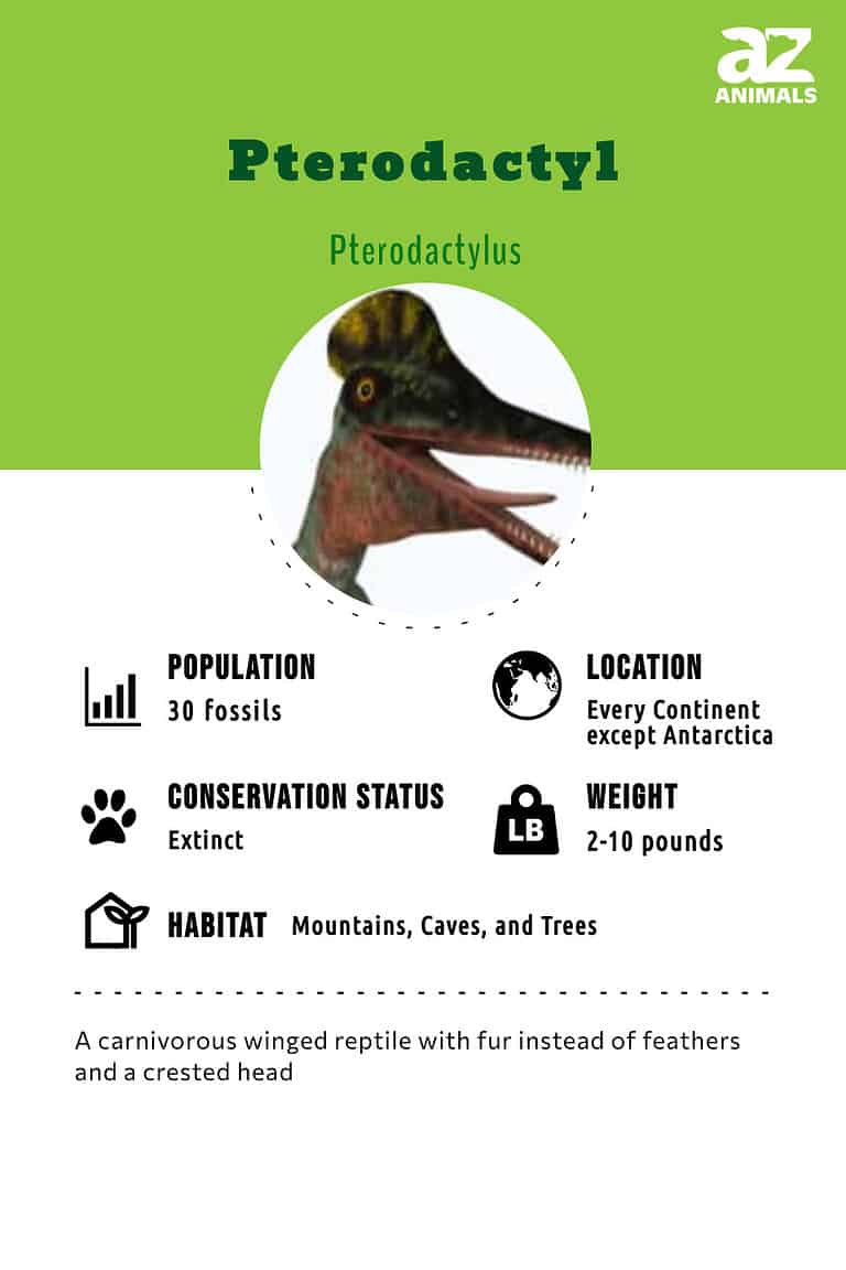 Pterodactyl Animal Facts - Pterodactylus - A-Z Animals