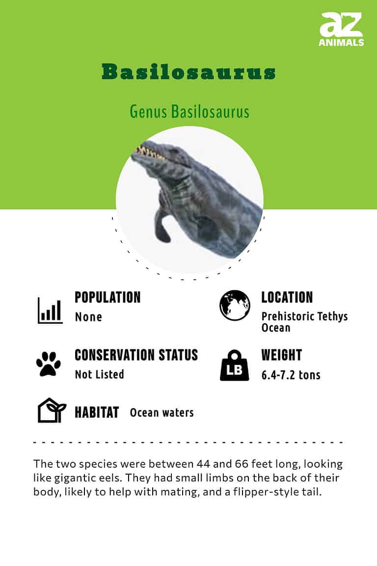 Basilosaurus Animal Facts - Basilosaurus - A-Z Animals