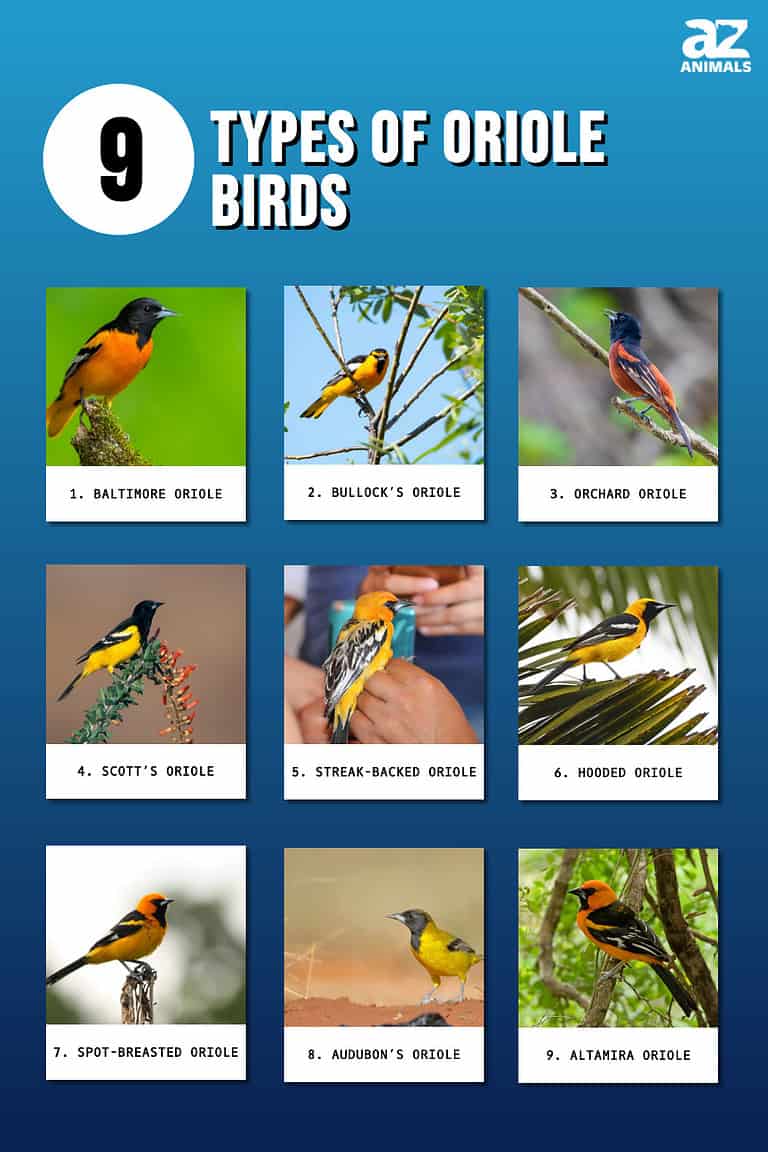 View All 9 Types of Oriole Birds - A-Z Animals