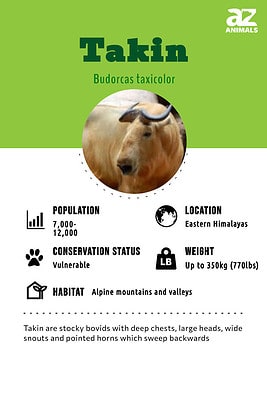 Takin Animal Facts - Budorcas taxicolor - A-Z Animals