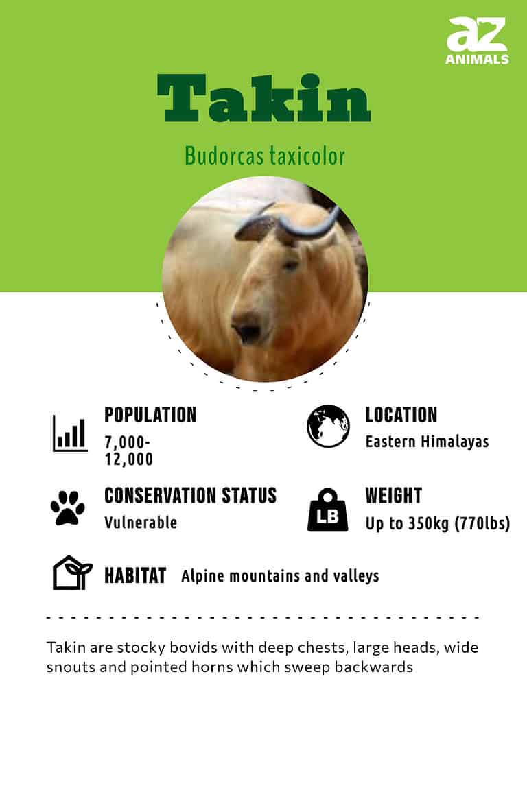 Takin Animal Facts - Budorcas taxicolor - A-Z Animals