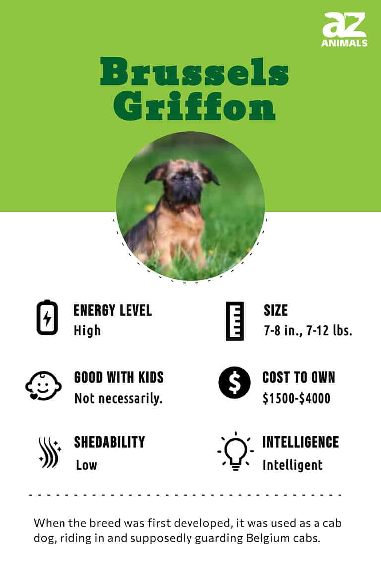 Brussels Griffon Animal Facts - Canis lupus familiaris - A-Z Animals