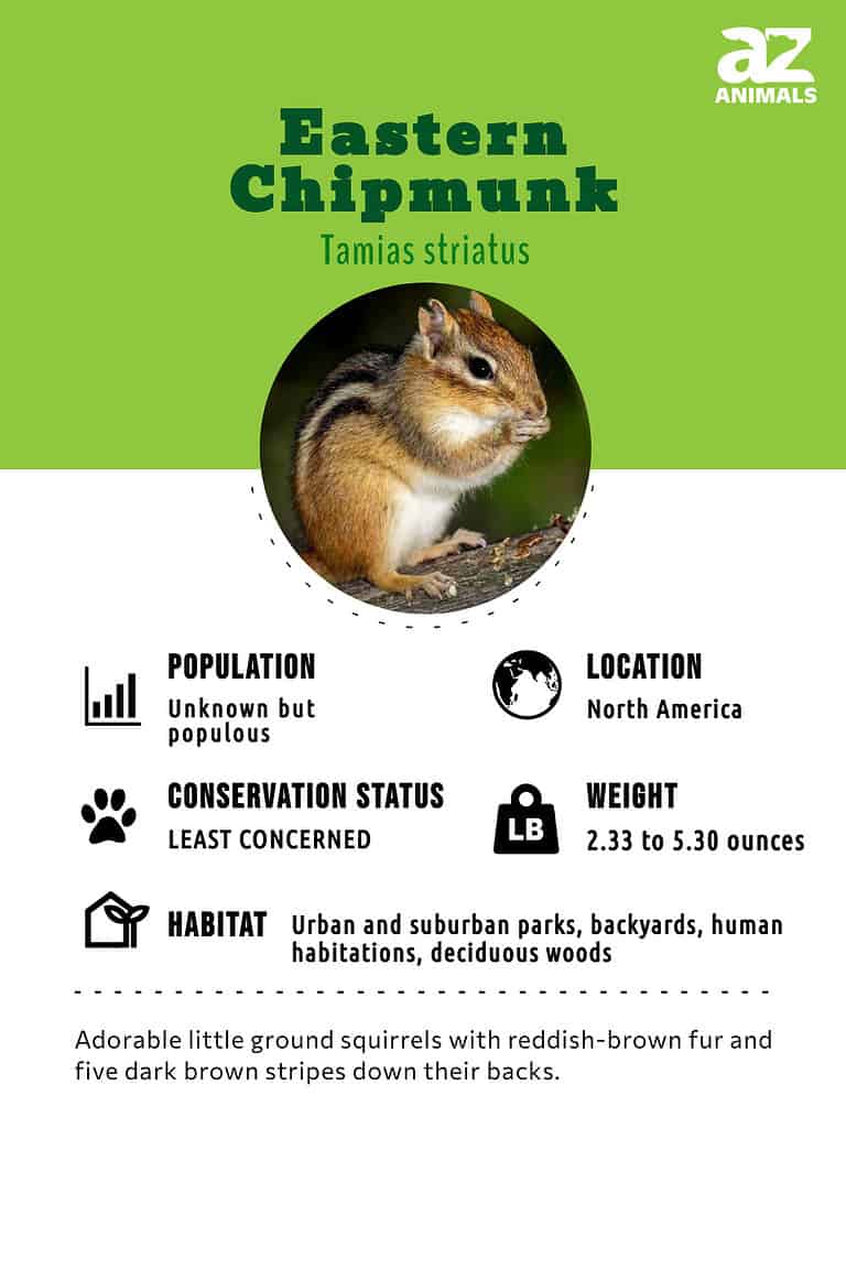 Eastern Chipmunk Animal Facts - Tamias striatus - A-Z Animals