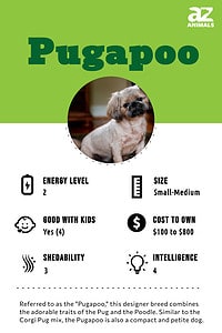 Pugapoo Animal Facts - A-Z Animals