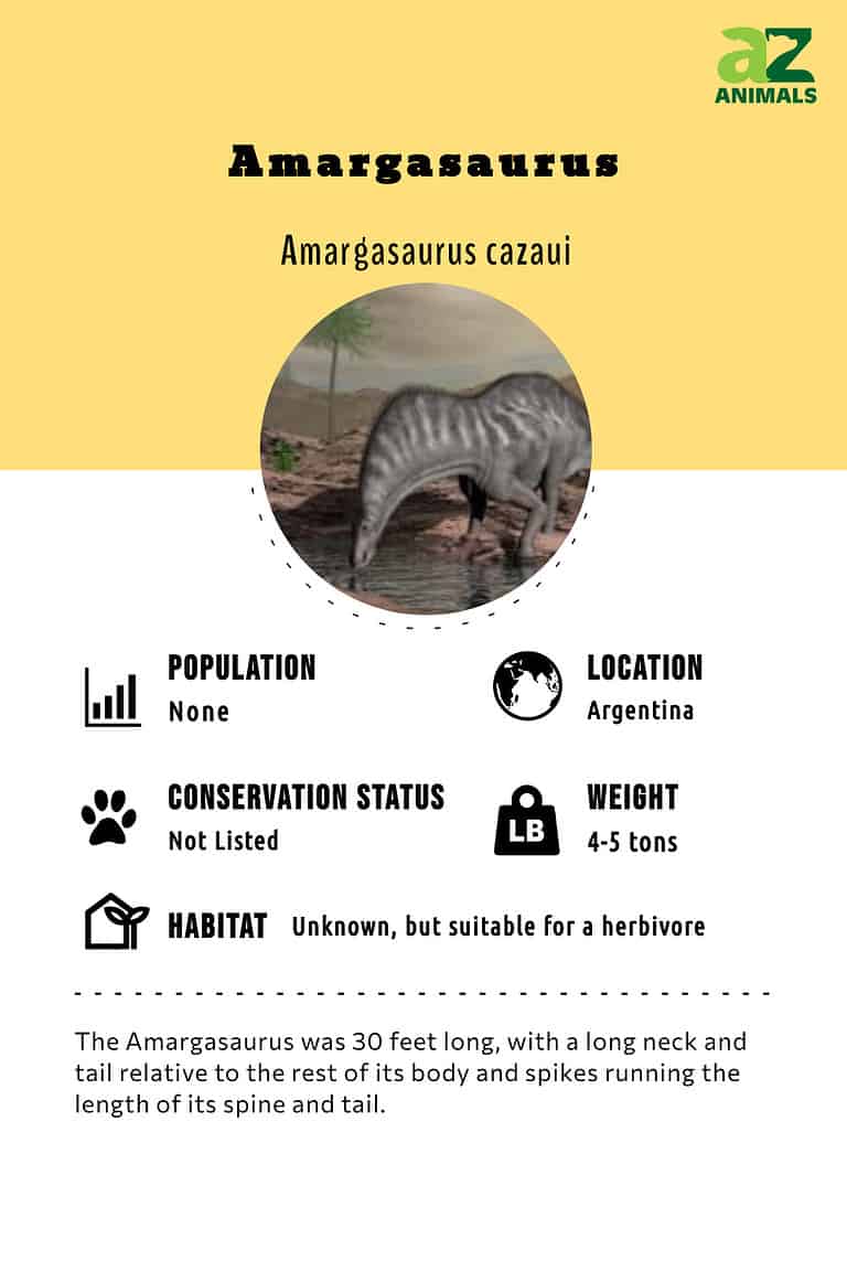 Amargasaurus Animal Facts - Amargasaurus cazaui - A-Z Animals