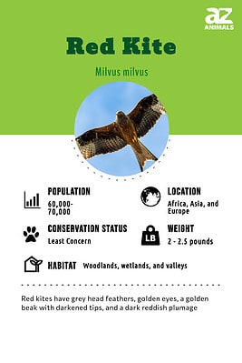Red Kite Bird Facts - Milvus milvus - A-Z Animals