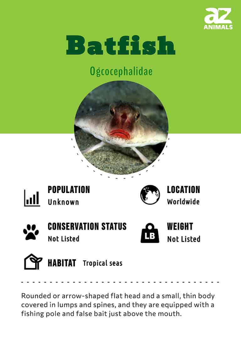 Batfish Fish Facts - A-Z Animals