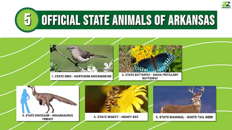 Discover the 5 Official State Animals of Arkansas - A-Z Animals