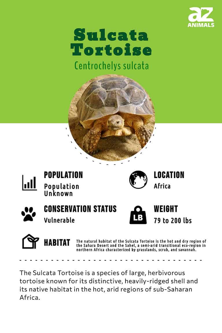 Sulcata Tortoise Animal Facts - Centrochelys sulcata - A-Z Animals