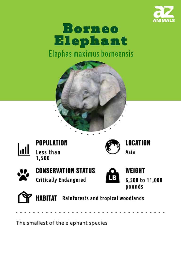 Borneo Elephant Animal Facts - Elephas maximus borneensis - A-Z Animals