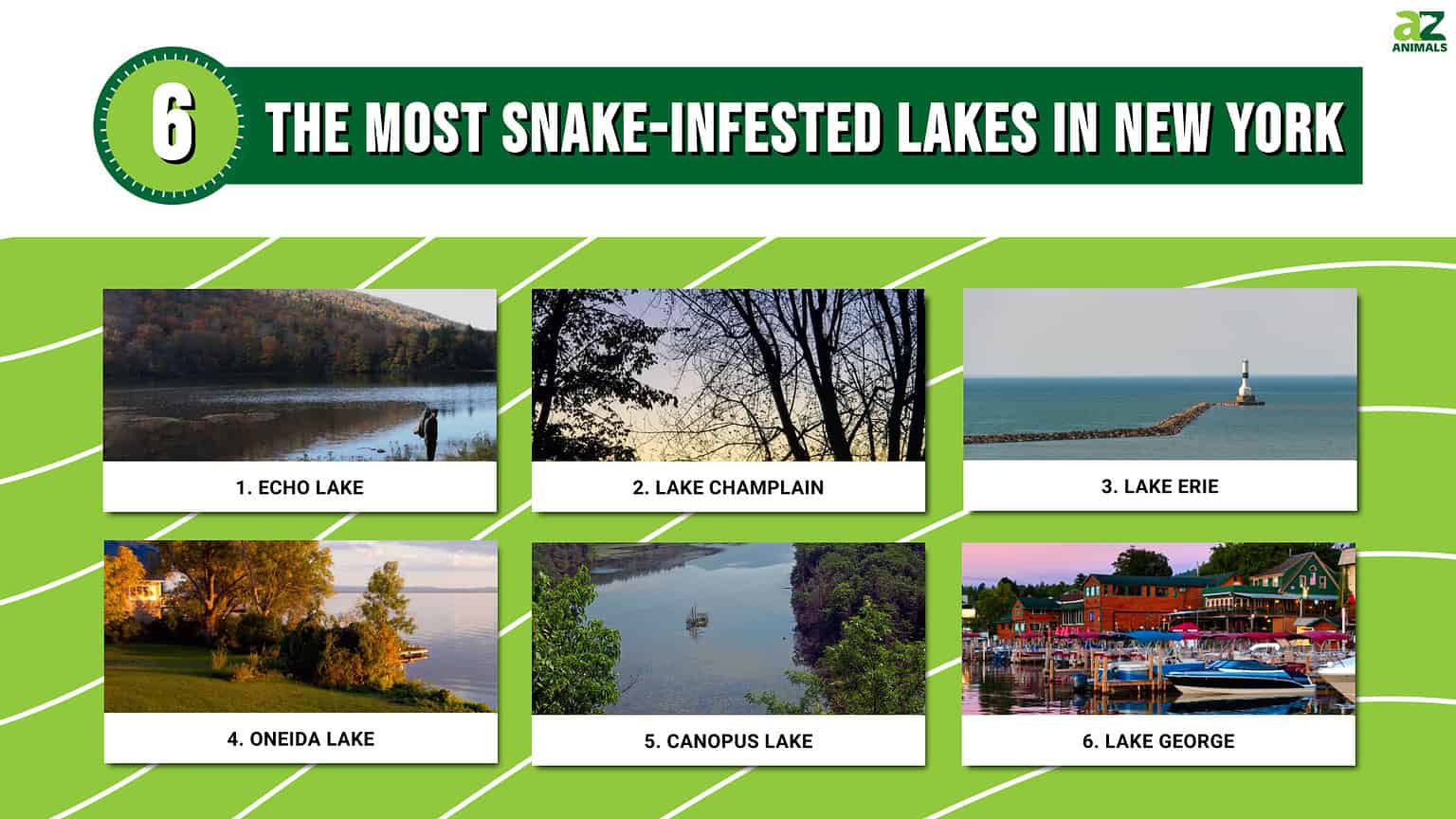 The Most Snake-Infested Lakes in New York - A-Z Animals