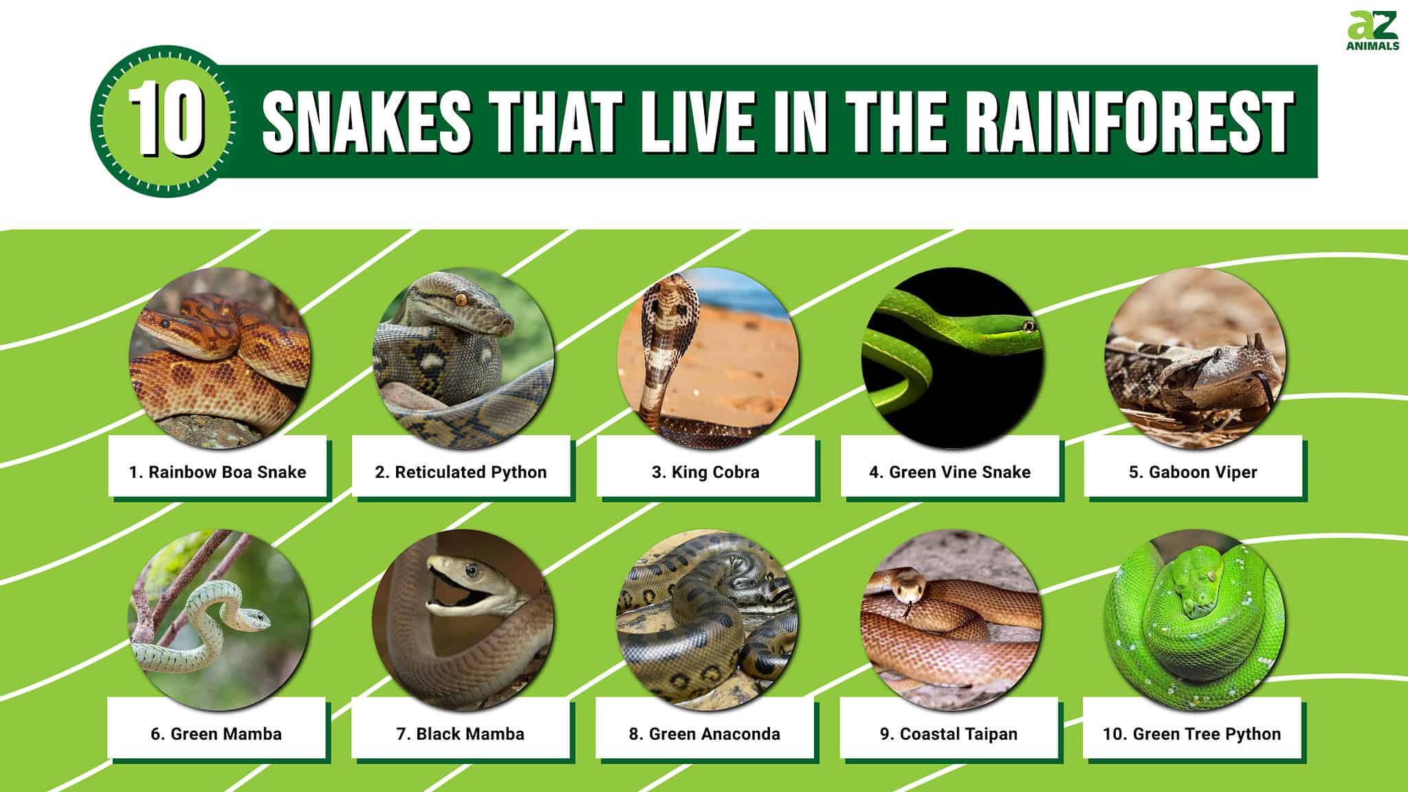 10 Snakes That Live In The Rainforest - A-Z Animals