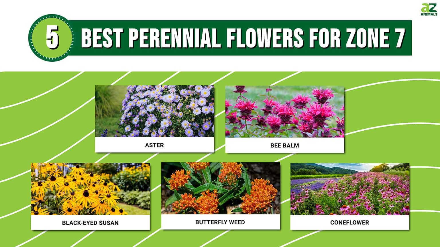 5 Best Perennial Flowers For Zone 7 - A-Z Animals