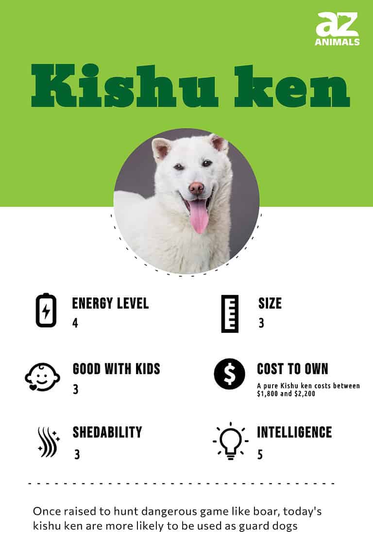 Kishu Dog Breed Complete Guide - A-Z Animals