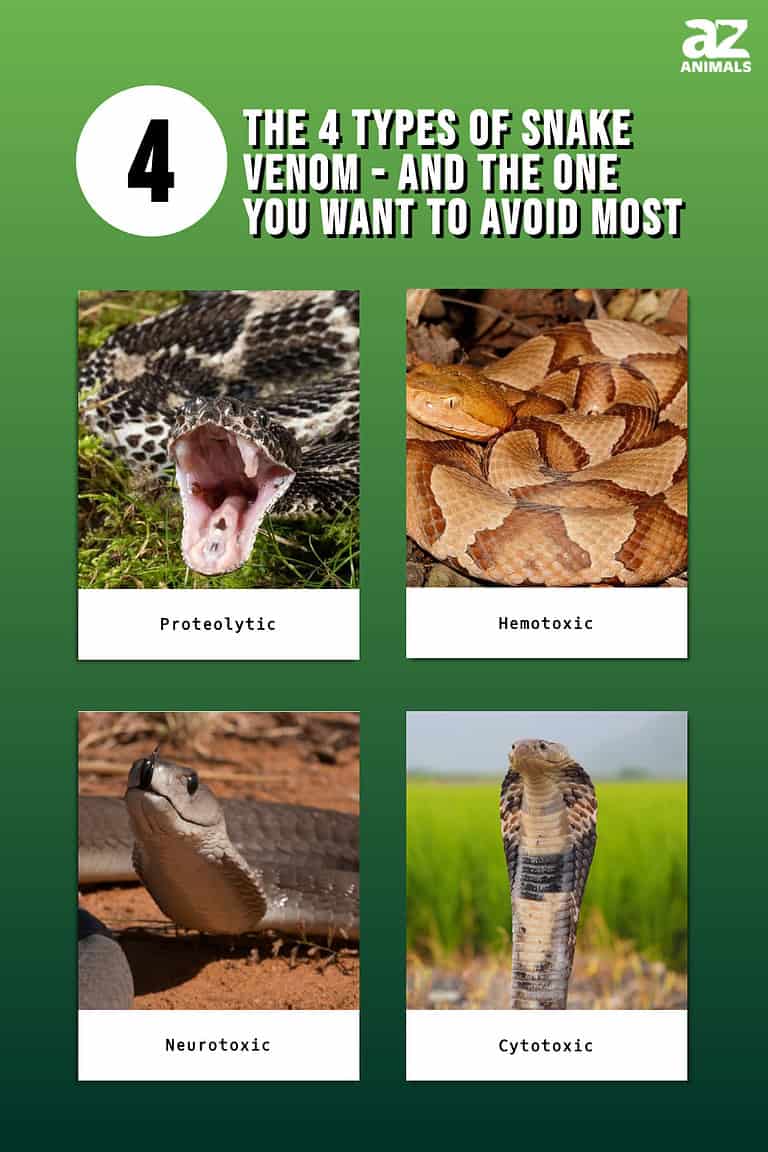 The 4 Types of Snake Venom — And the One You Want to Avoid Most - A-Z ...