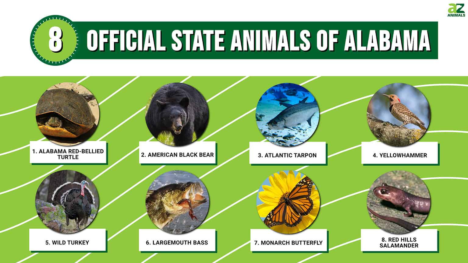 Discover the 8 Official State Animals of Alabama - A-Z Animals