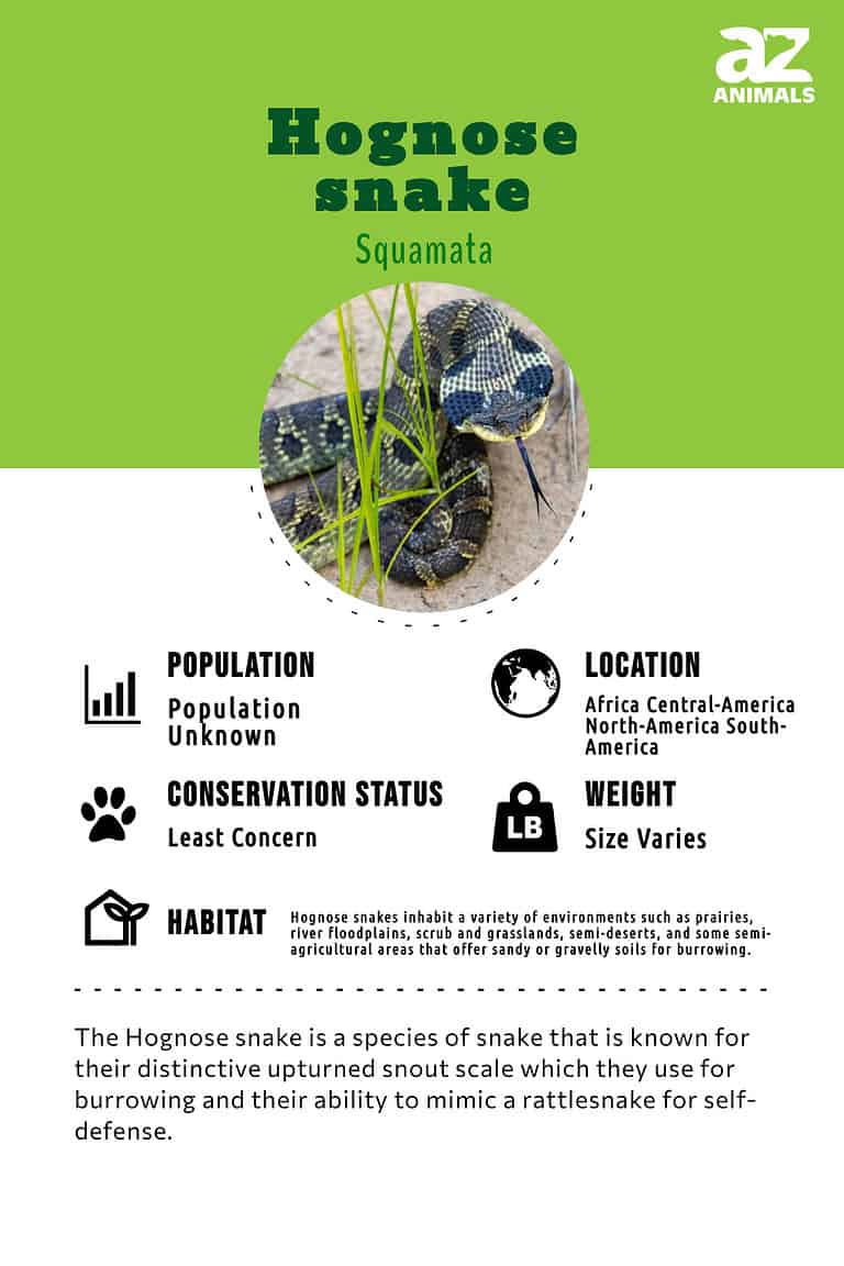 Hognose snake Animal Facts - A-Z Animals