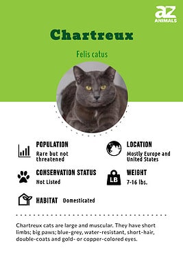 Chartreux Animal Facts - Felis catus - A-Z Animals