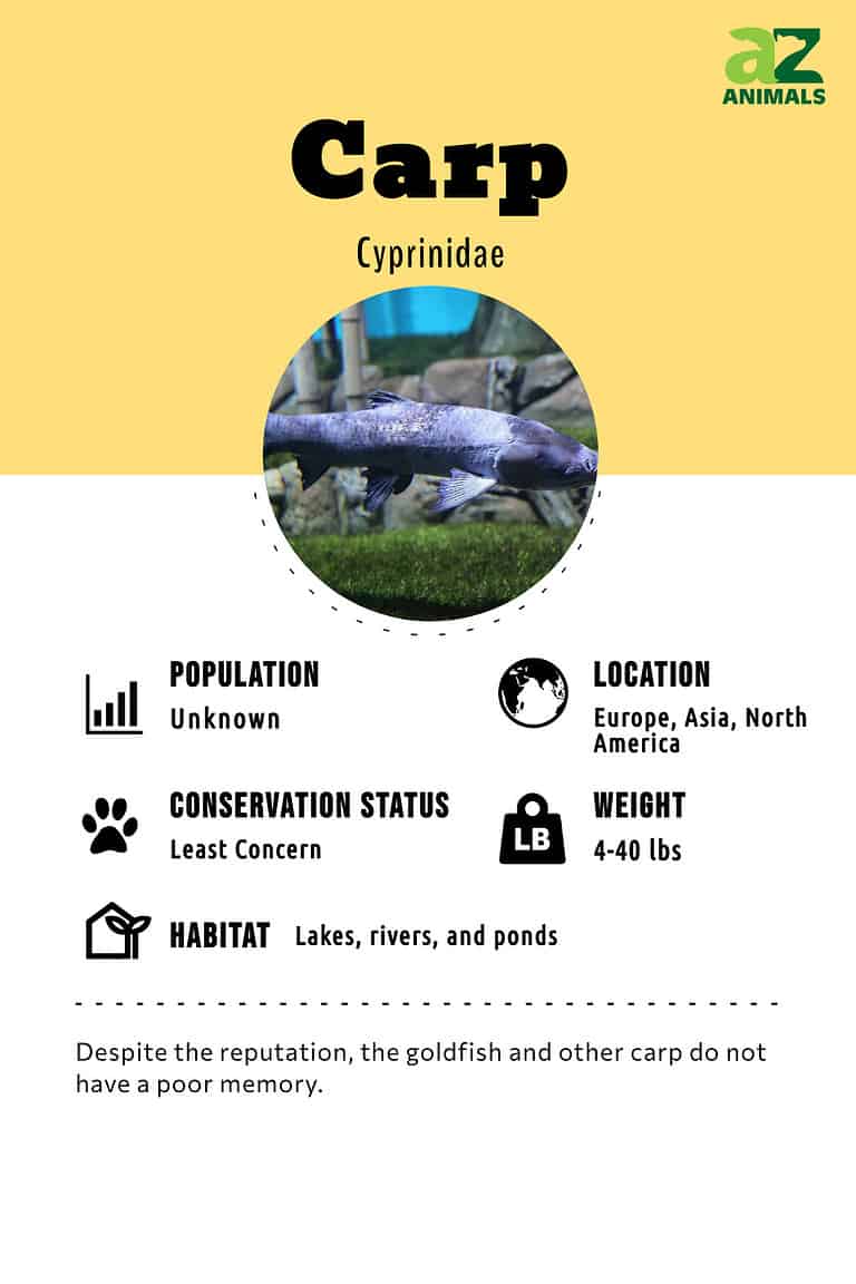 Carp Fish Facts - A-Z Animals