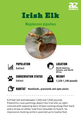Irish Elk Animal Facts - Megaloceros giganteus - A-Z Animals