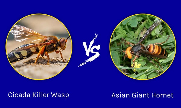 Cicada Killer Wasp vs. Asian Giant Hornet: 5 Key Differences - A-Z Animals