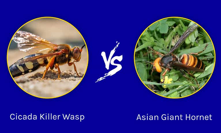 Cicada Killer Wasp vs. Asian Giant Hornet: 5 Key Differences - A-Z Animals