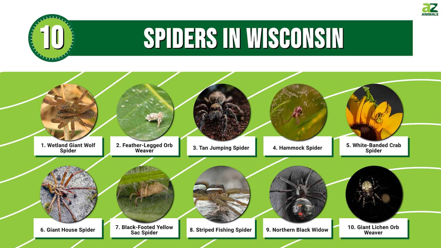 10 Spiders In Wisconsin - A-Z Animals
