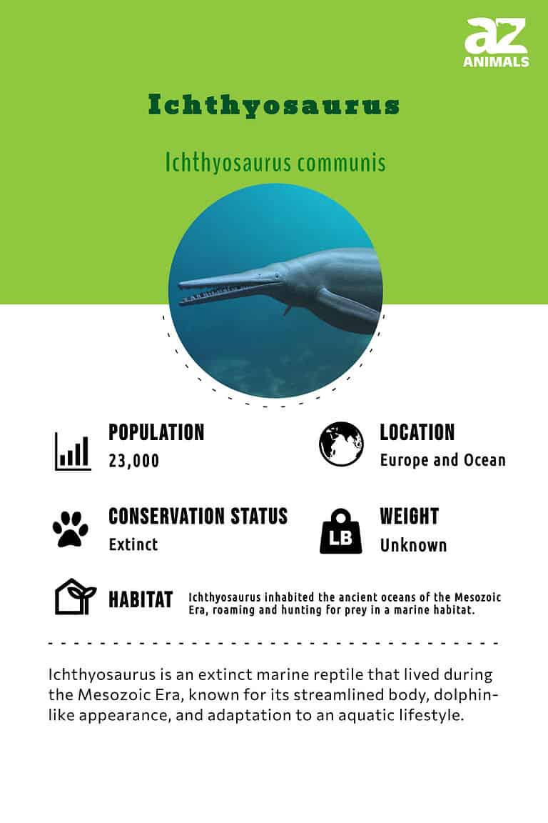 Ichthyosaurus Animal Facts - Ichthyosaurus communis - A-Z Animals