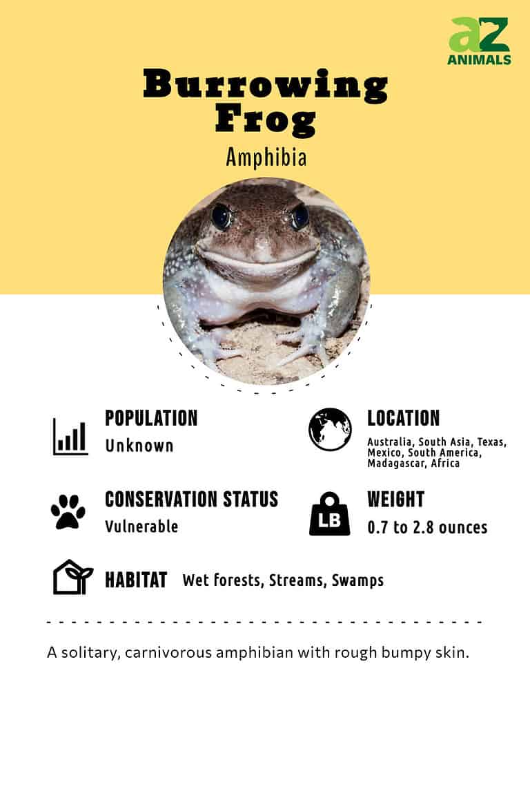 Burrowing Frog Animal Facts - A-Z Animals