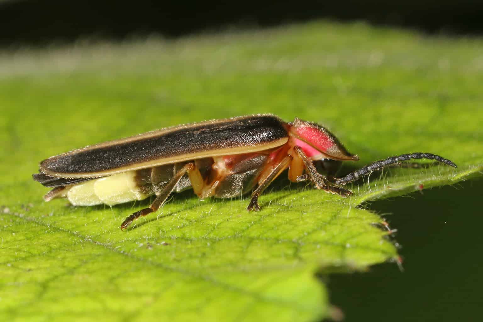 Are Fireflies Poisonous? (And 6 Other Facts About Lightning Bugs) - A-Z ...