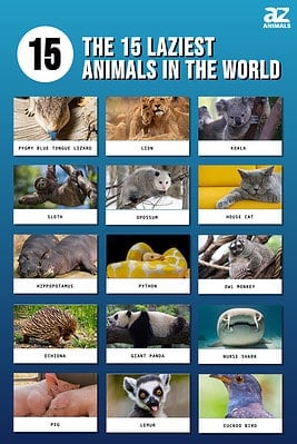 Laziest Animals on Earth: Top 15 | Lazy Animals | AZ Animals
