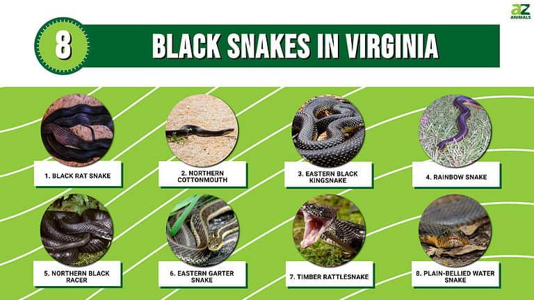 8 Black Snakes In Virginia: Most Are Harmless - A-Z Animals