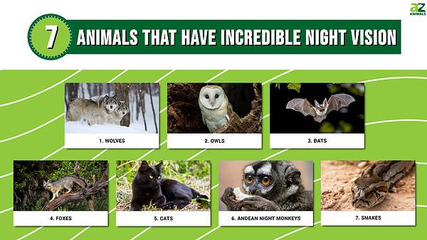 Creatures of the Night: 7 Animals with Incredible Low Light Vision - A ...