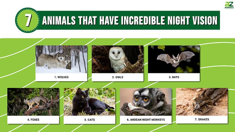 Creatures of the Night: 7 Animals with Incredible Low Light Vision - A ...