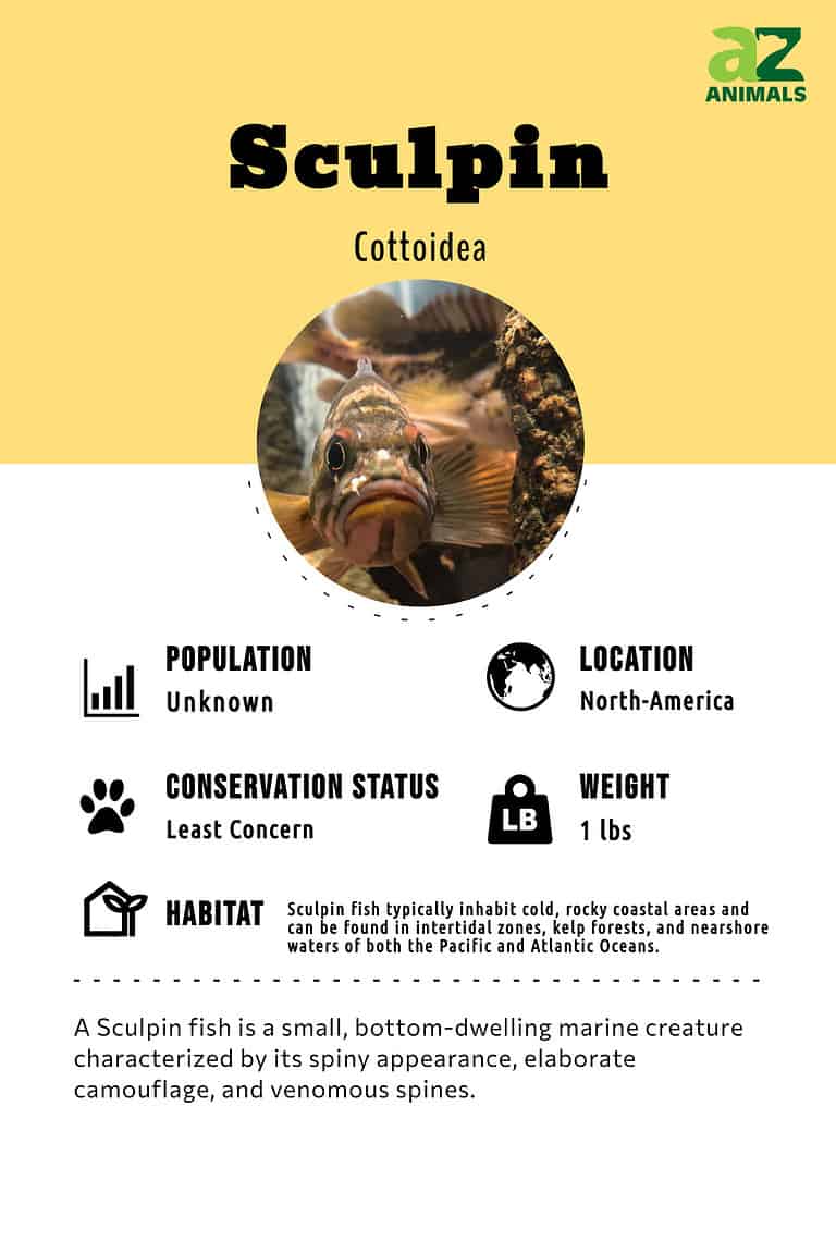 Sculpin Fish Facts - A-Z Animals