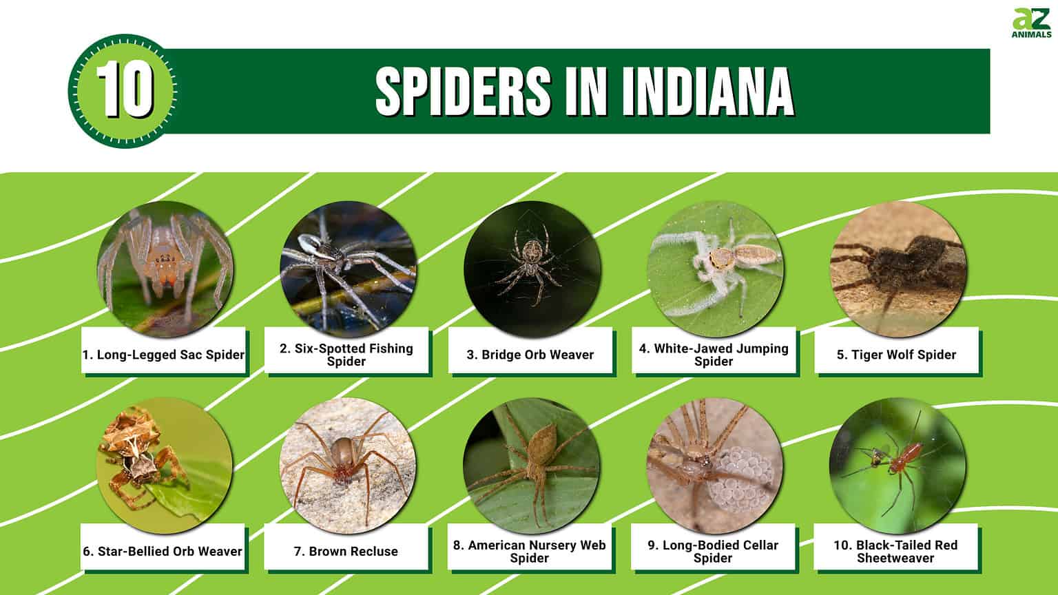 10 Spiders in Indiana - A-Z Animals
