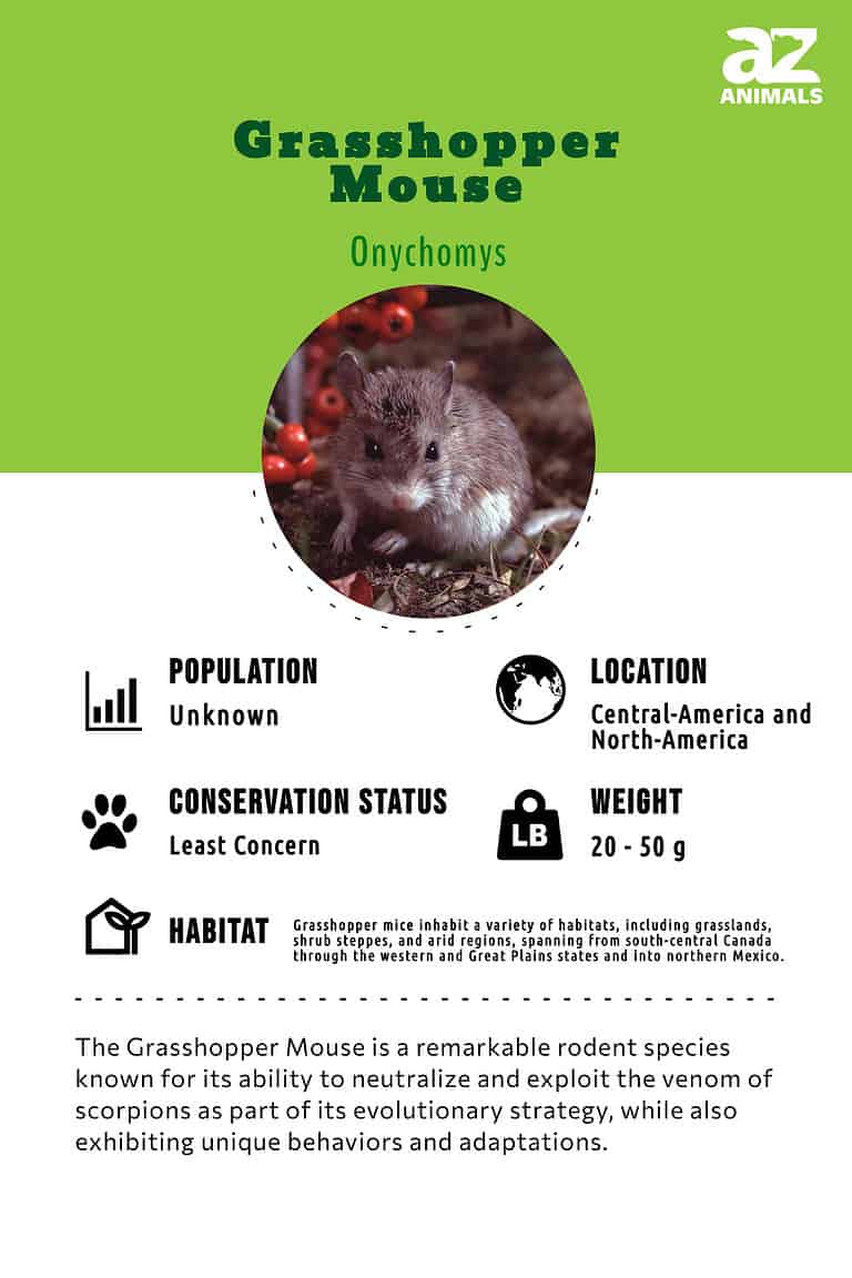 Grasshopper Mouse Animal Facts - A-Z Animals