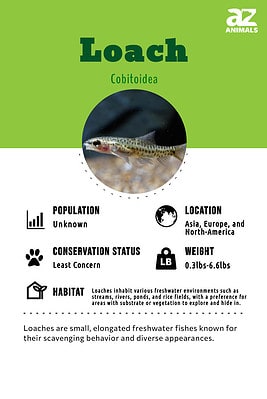 Loach Animal Facts - Cypriniformes - A-Z Animals