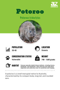 Potoroo Animal Facts - Potorous tridactylus - A-Z Animals