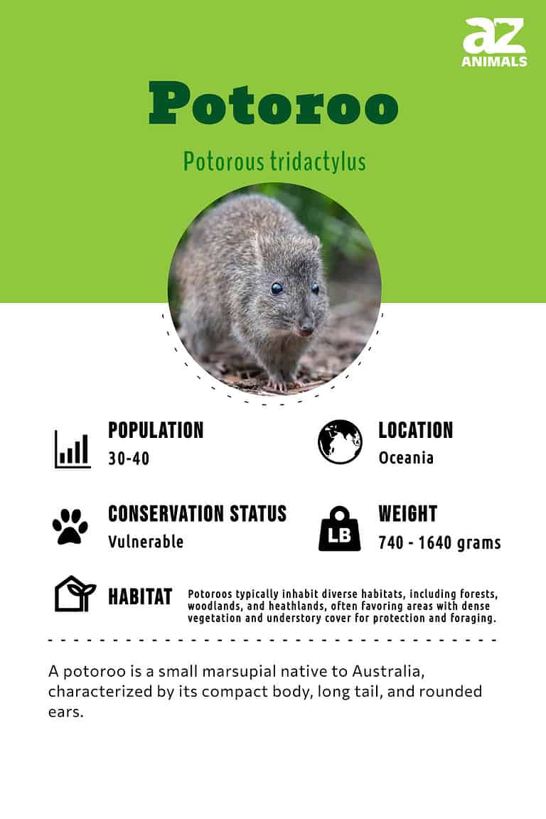 Potoroo Animal Facts - Potorous tridactylus - A-Z Animals
